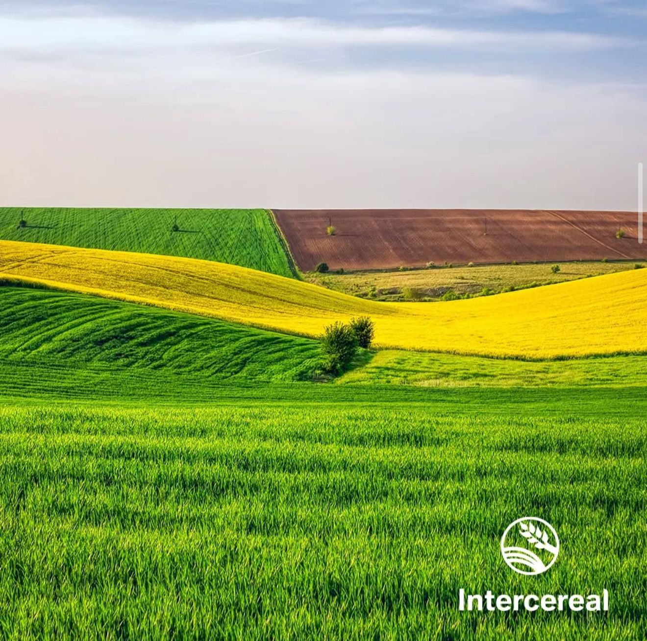 INTERCEREAL S.A.: model of excellence in the development of irrigation ...